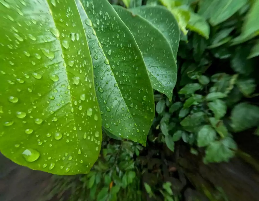 6 Best African Herbal Medicines and Their Uses - Spiritual Herbalist Healer